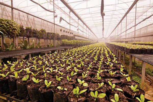 What Is Plant Cloning? - Hydrodynamics International